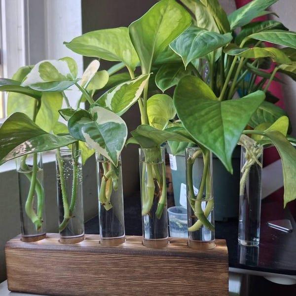 Global Green Pothos | Epipremnum Pinnatum | LIVE House Plant | Nodes ...