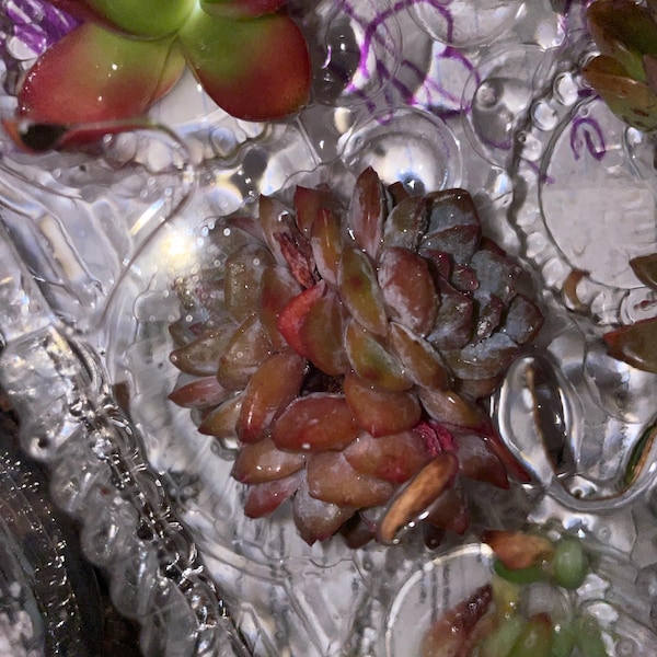 Echeveria Ariel Rare Succulent Plants Live, 2 Heads 3-3.5” Red, Bare ...