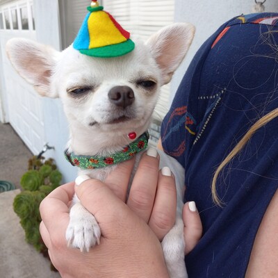 Beanie Hat / Propeller Helicopter Hat for Cat Dog Small Pet Hedgehog ...