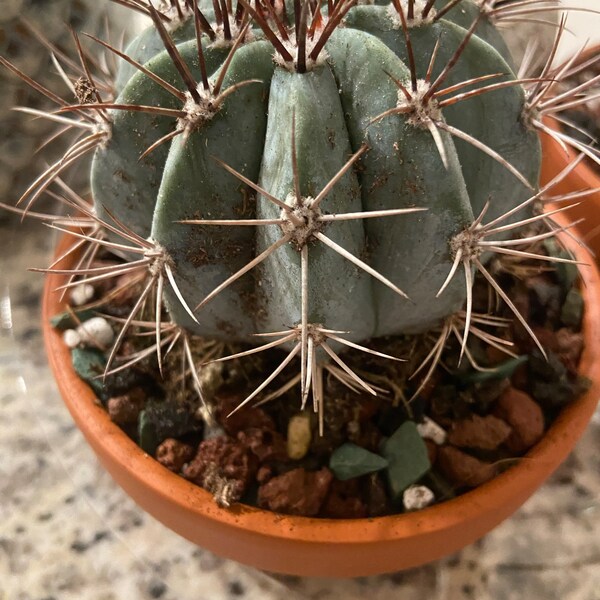Melocactus Azureus,blue Cactus,live Cactus Plant,house Plant,succulent ...