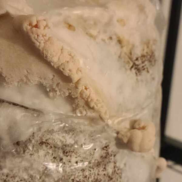 Cloud Ear Mushroom Liquid Culture Auricularia Polytricha Wood Ear ...