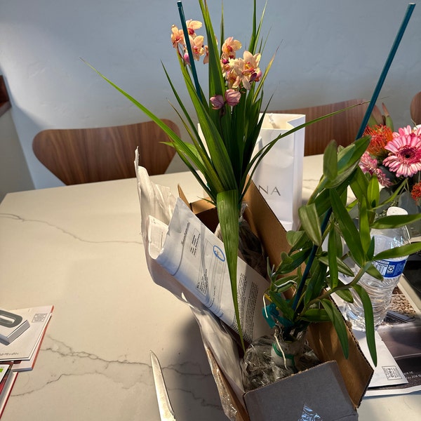 CAROLINA JASMINE Fragrant Swamp Jessamine Yellow Spring Flowering Vine ...