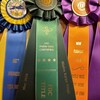 AKC Virtual Rally Title Ribbon Rosette - Novice, Intermediate, Advanced ...