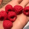 3D Raspberry Mold. 9 Cavity Raspberries Mold. Fruits Molds. Berries ...
