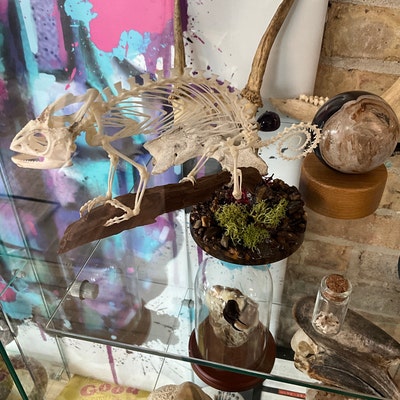 Real Lionfish Skeleton Dendrochirus Fish Taxidermy on - Etsy