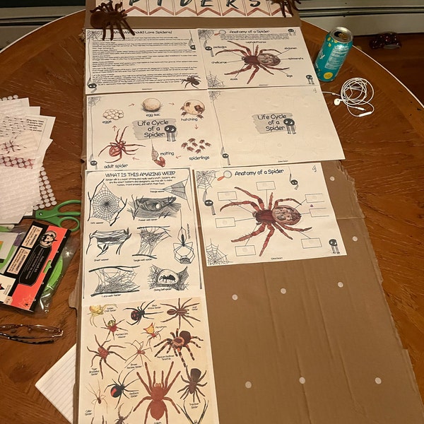 Spider Unit Study Homeschool Fall Activities Spider Life Cycle ...