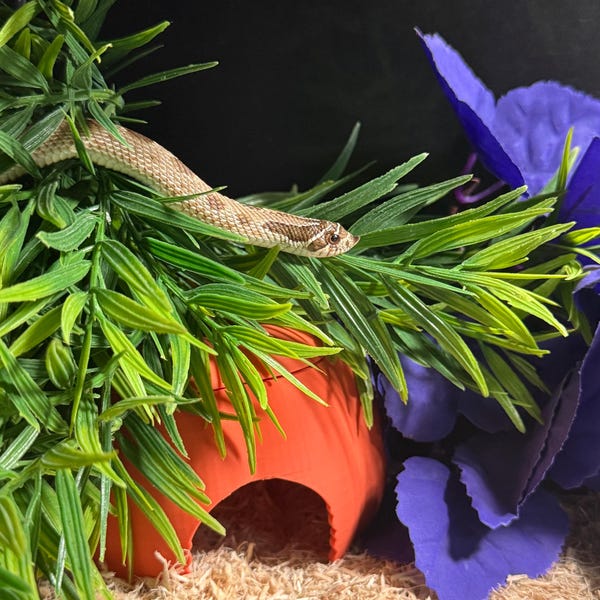 TORTOISE Log Cabin Reptile Hide, Whimsical Vivarium Accessory for Pet ...