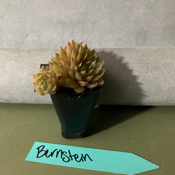 Sempervivum 'bernstein' | Color Changing Yellow Hens and Chicks ...