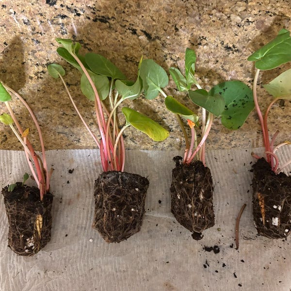 Root Beer Float Astilbe Perennials. Loves Shade. Super Easy to Grow ...