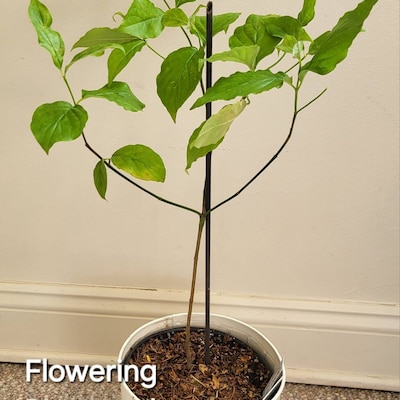 Ninebark physocarpus Opulifolius 3 Pack tubelings - Etsy