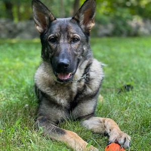 Luredriller Pulleys Kit for Dog Lure Coursing - Etsy