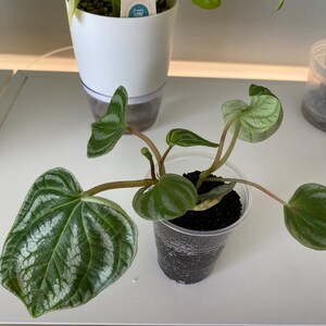 Peperomia Dragon Skin Starter Plant ALL STARTER PLANTS Require You to ...