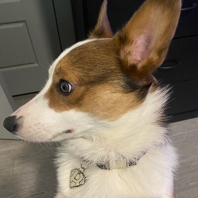 Custom Dog Id Tag Brass Four Leaf Clover - Etsy