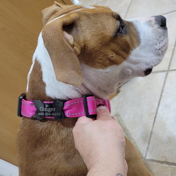 Dog Tag Dog Collar Personalized Cat Tag Custom Cat Collar Tag Cat ID ...