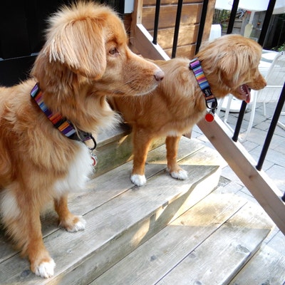 Bright Stripes Dog Collar Pattern Colorful Modern - Etsy