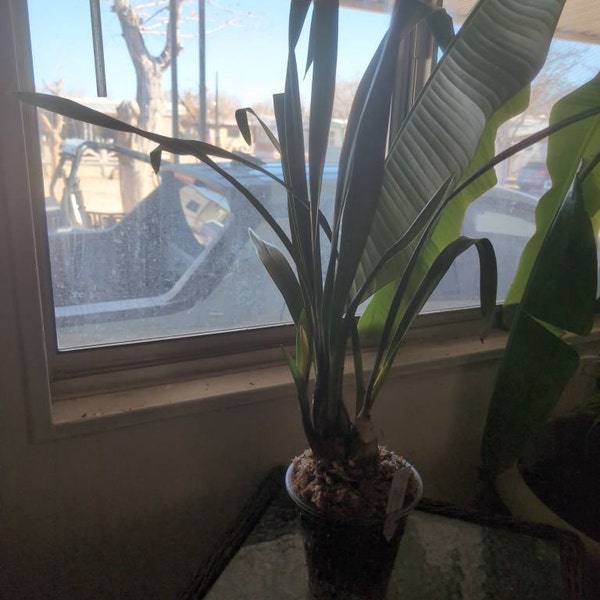 Cym. (chatter Box X Baltic Rose) 'feathered Flame' (1 Gallon Pot) FREE ...