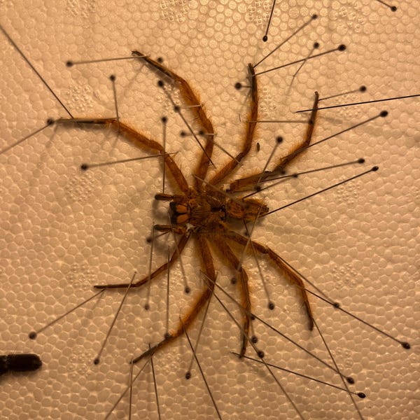 A Very Nice Orange Huntsman Spider From Malaysia Heteropoda Davidbowie ...