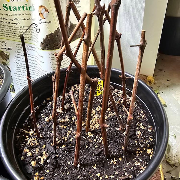 Weeping Yoshino Cherry Starter Plant, 6-8 Inches Tall, Well Rooted - Etsy