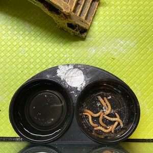 Leopard Gecko Moist Hide / Lay Box | Etsy