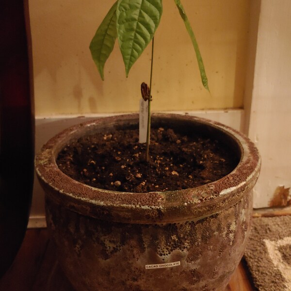 Theobroma Cacao Cocoa Chocolate Fruit Tree Potted Plant Trinitario ...