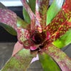 Bromeliad Portea ‘jungles’ Small Pup - Etsy
