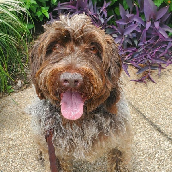 Labrador Retriever Art Print, Black Lab Chocolate Lab Drawing, Sleeping ...