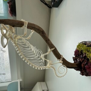 Real Lionfish Skeleton, Dendrochirus, Fish Taxidermy, on Display Base ...