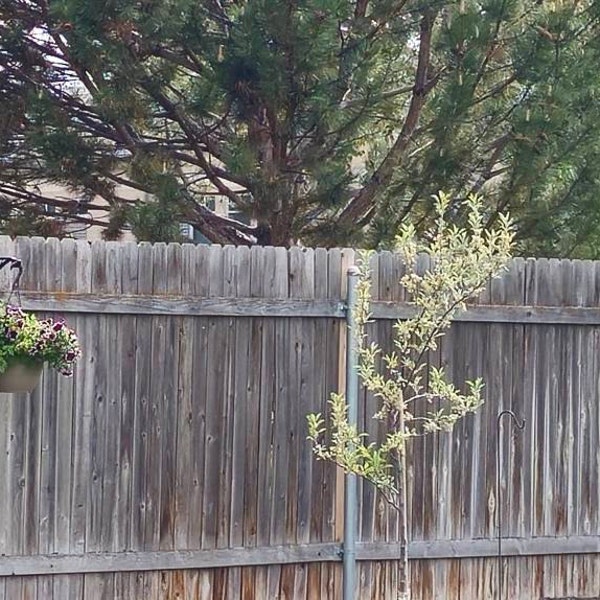 2 PCS Hangs EZ Fence Post Hangers With Ivy Inserts(plant Hanger, Garden ...