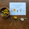 Dandelion Mini Unit Study Bundle - Etsy
