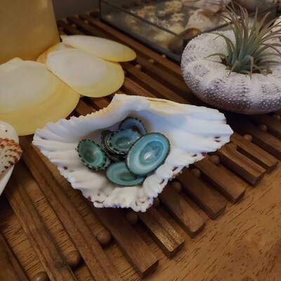 Bumble Bee Shells Bee Hive Shells Engina Mendicaria 1/4 1/2 Black and ...