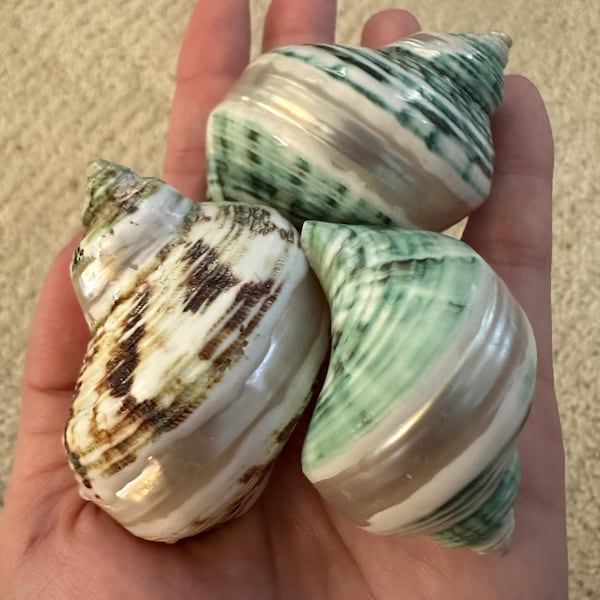 Beautiful Large Humpback Cowrie Shell cypraea Mauritiana 2.5 3 Beach ...