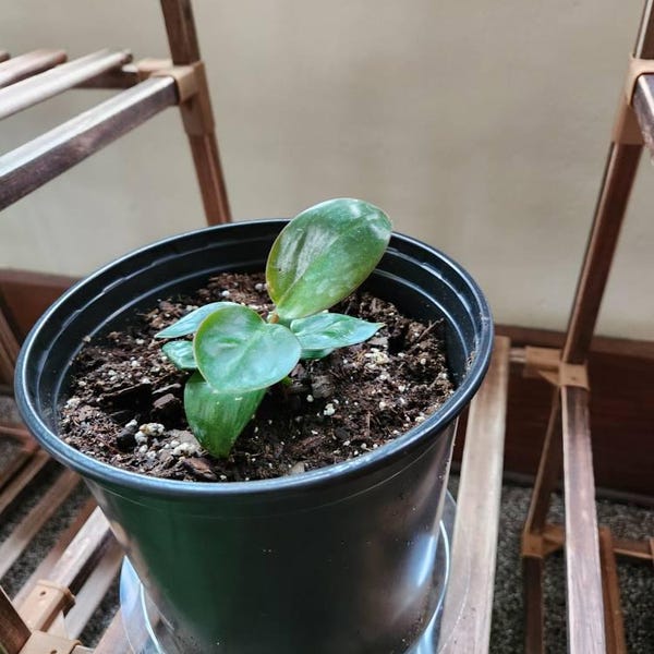 Alocasia Pink Princess Starter Plant (ALL STARTER PLANTS Require You to ...