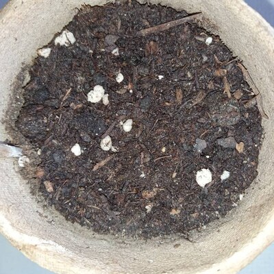 40 Golden Queen Trollius / Globe Flower / Perennial / Flower Seeds. - Etsy