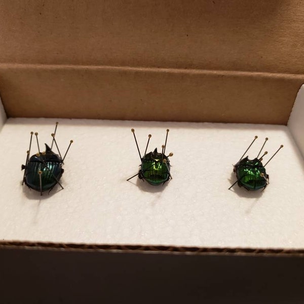 Phanaeus Demon MALE Scarab Beetle Green Form Guatemala PINNED - Etsy
