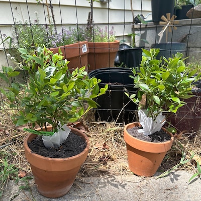 Fragrant Princess Dwarf Tea Olive 'kaori Hime' Osmanthus Live Plant 1 ...