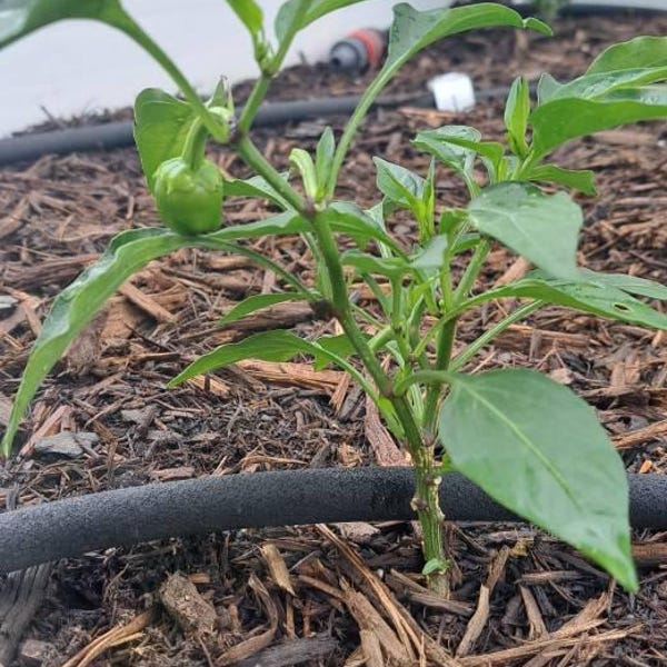 50 Semillas De Chipilin Seeds Guatamalan Giant Chepil Chipilin Seeds - Etsy