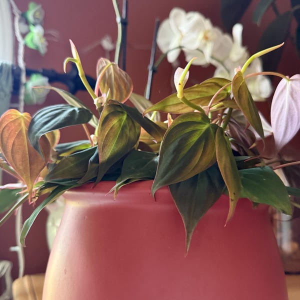 Philodendron Mican : Indoor Plants - Easy Care Houseplant - Starter ...