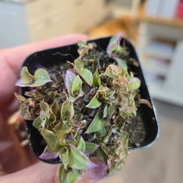 Sedum Dasyphyllum Major Blue Tears Sedum Live Succulent Plants 2 4 6 ...
