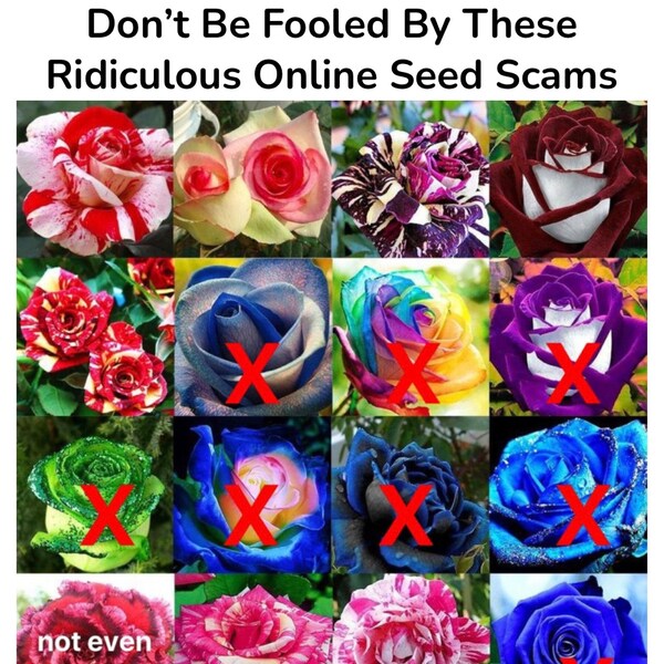 30+ Rare Seed| Love & Peace Rose Seeds - Perennial - Authentic Seeds ...