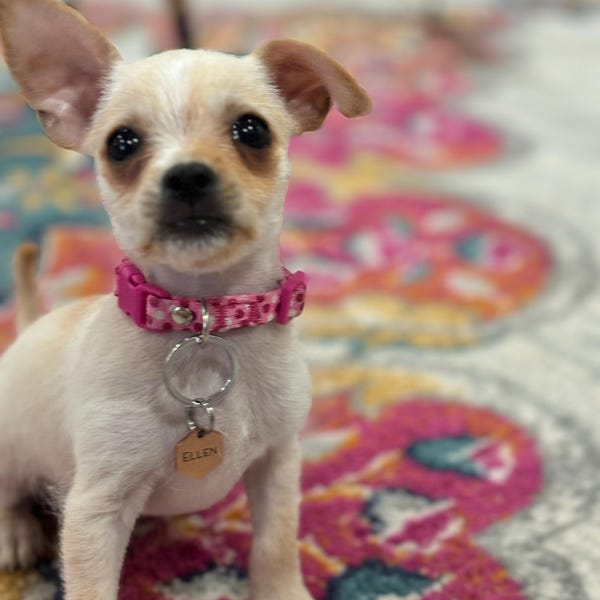 Dog Bone Shaped Engraved Dog Tag Gold Stainless Steel Personalized Dog ...