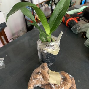 Onc. Sharry Baby RED FANTASY Frangrance Live Plant 3 Pot. Great ...