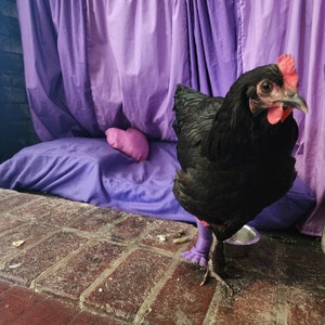 Medium Bird and Chicken Prosthetic Leg. - Etsy