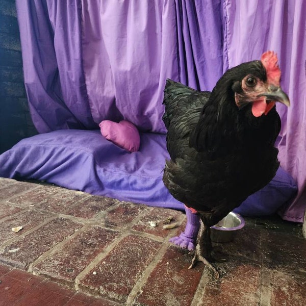 Medium Bird and Chicken Prosthetic Leg. - Etsy