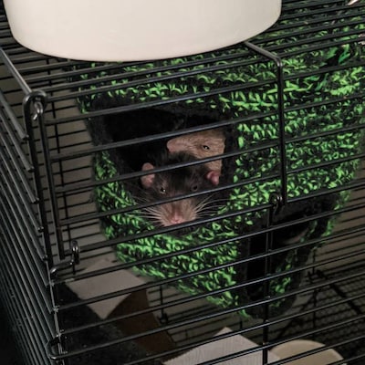 Crochet Pattern Hammock/ Crochet Pattern Rat, Sugar Glider House ...