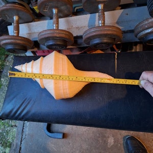 Tibia Spindle Sea Shells White Tibia Shell Long Pointy Shells Shabby ...