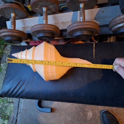 Tibia Spindle Sea Shells White Tibia Shell Long Pointy Shells Shabby ...