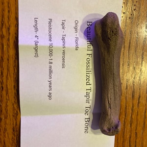 Excellent Fossilized Turtle Toe Bone Pleistocene 10000 24 | Etsy
