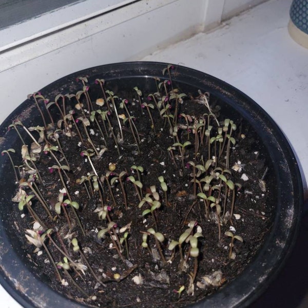 E15 One Piece off White Color Lace Neckline Trim Applique,wedding Dress ...