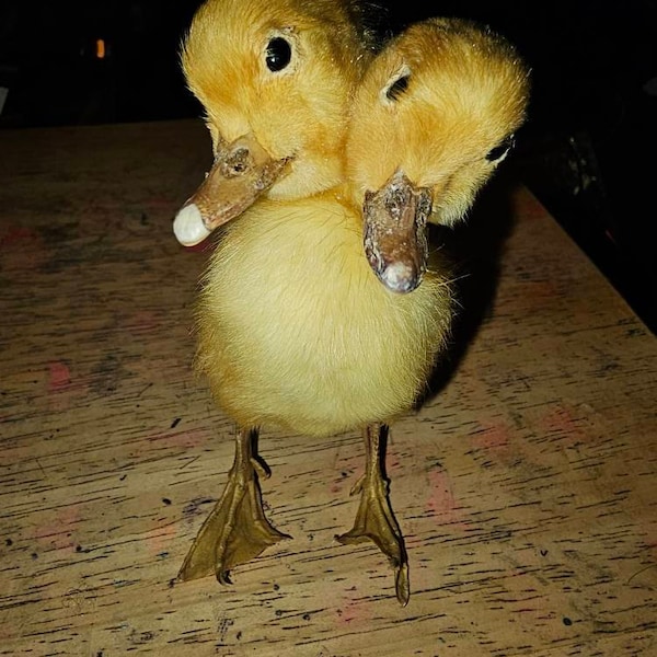 Thriller Strange 2 Headed 1：1 Duck Taxidermy Brown Duckling Oddity Home ...