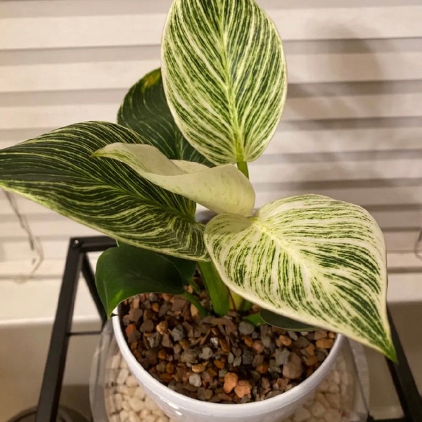 Philodendron Birkin Large Plant | Variegated Philodendron Birkin ...